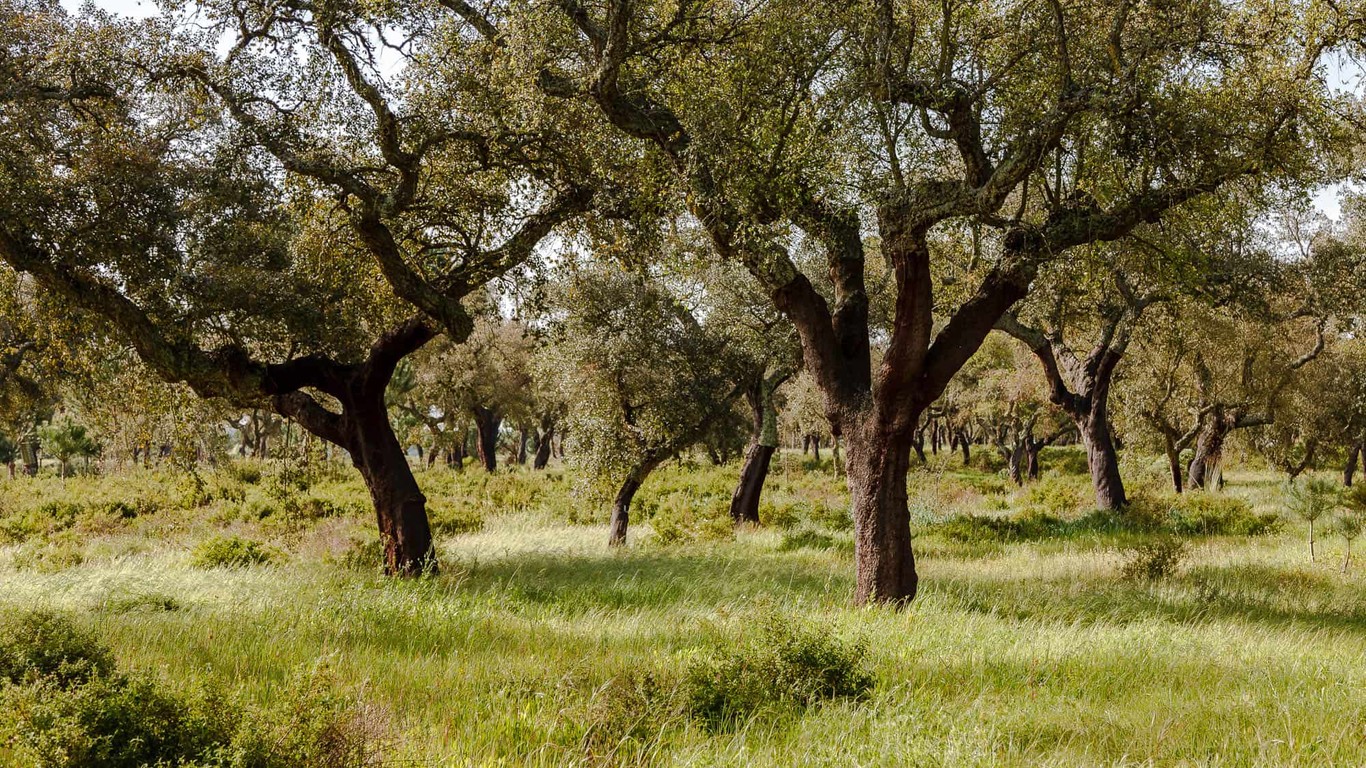 Cork Heritage | Mazda Stories